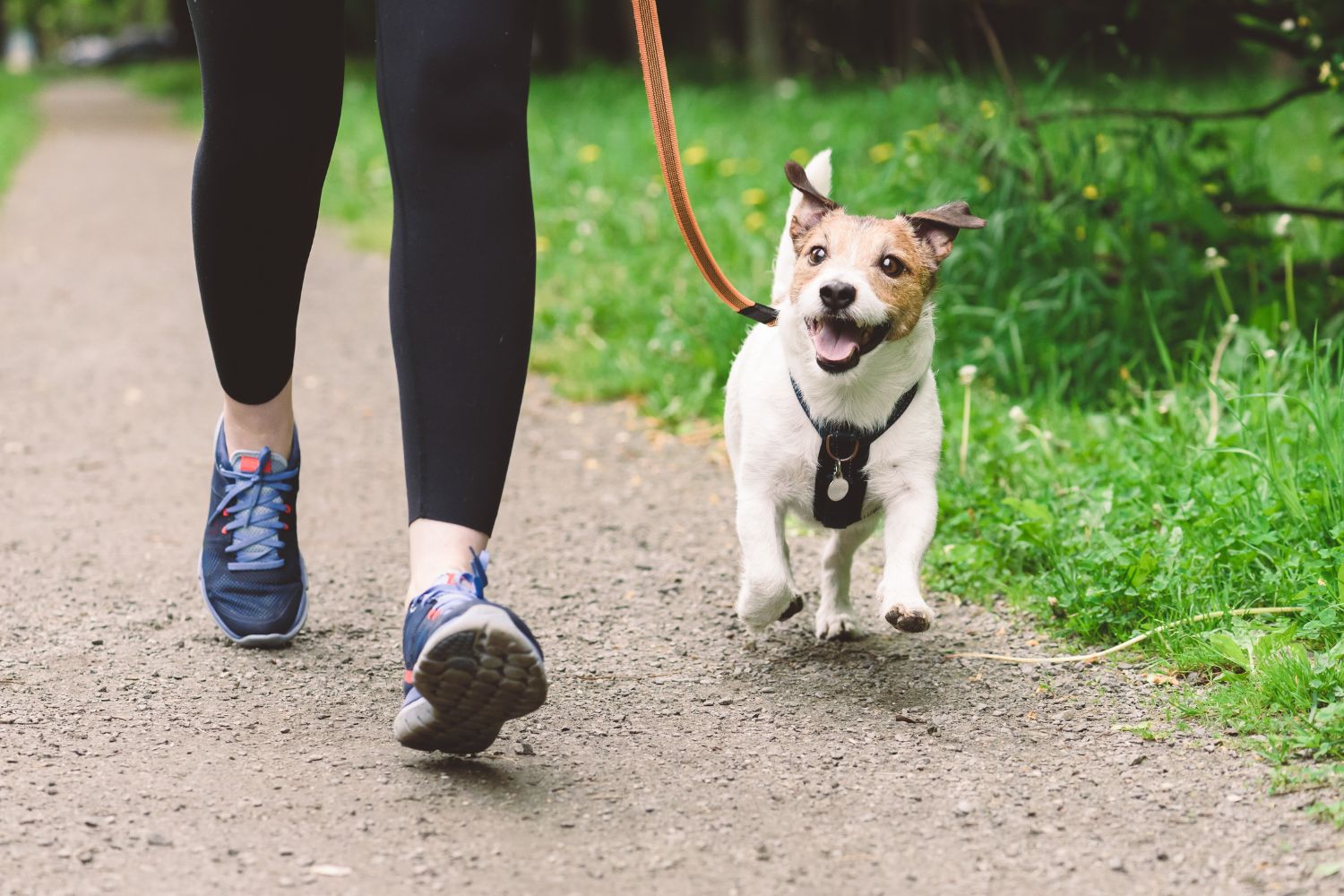 Studie: Warum Hunde die besten Fitnesstrainer sind