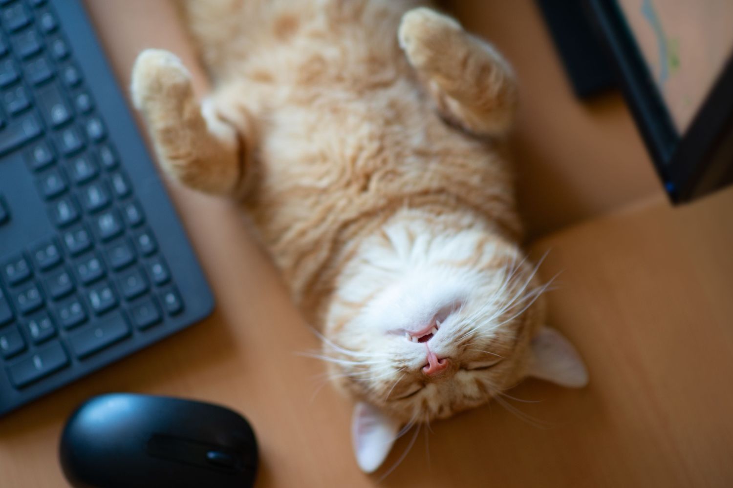 9 interessante Fakten über die Schlafgewohnheiten von Katzen